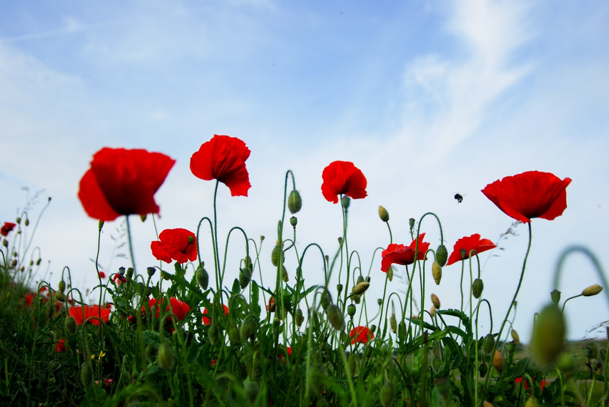 Inspiration för semesterbilder | önskefoto.se